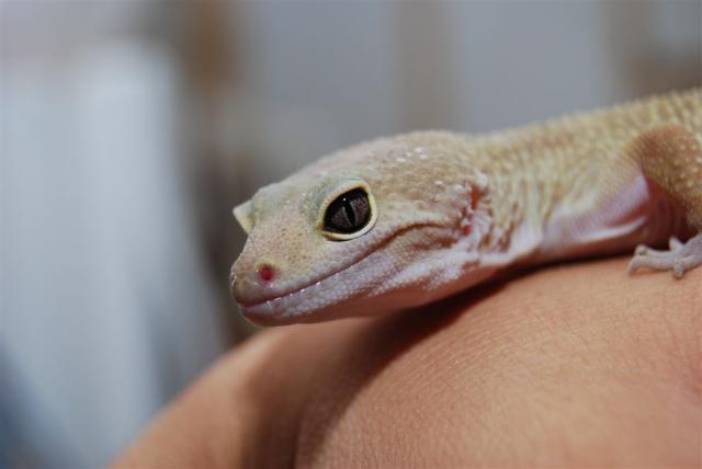 "Bull", Tri's Leucistic Leopard Gecko