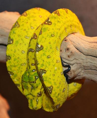Small Yellow Biak Green Tree Pythons for sale