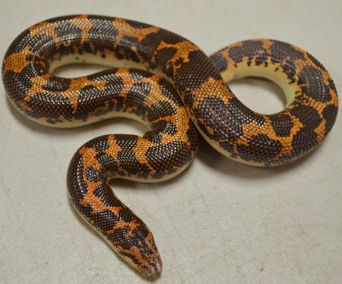 Adult Kenyan Sand Boas for sale