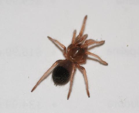 Mexican Fire Leg Spiderlings for sale