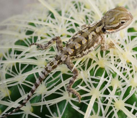 Baby Rankins Dragons for sale