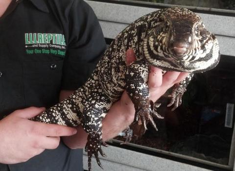 Adult Argentine Black & White Tegus for sale