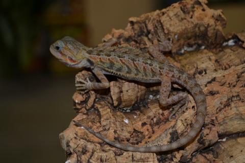 Small Translucent Bearded Dragons for sale