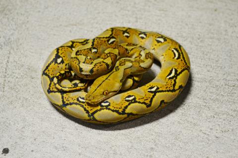 Baby Citron Reticulated Pythons for sale