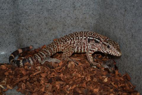 Baby Argentine Red Tegus w/minor stub tails for sale