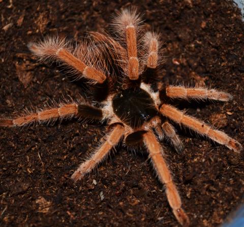 Colombian Giant Red Leg Tarantulas for sale