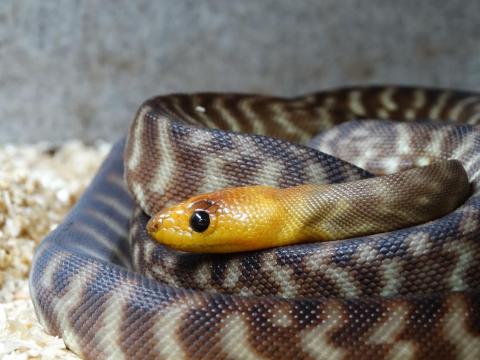Baby Woma Pythons for sale