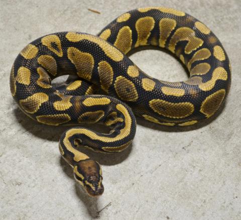 Sub Adult Yellow Belly Ball Pythons for sale