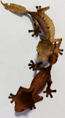 Satanic Leaf Tailed Geckos for sale