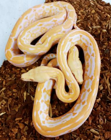 Baby White Phase Albino Tiger Reticulated Pythons for sale