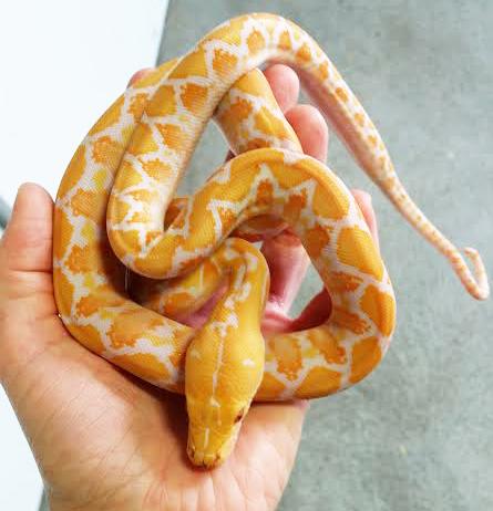 Baby White Phase Albino Reticulated Pythons for sale