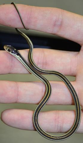 Baby Eastern Ribbon Snake