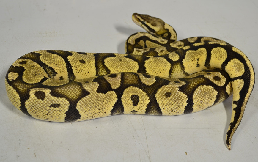 Pastel Lesser Ball Python