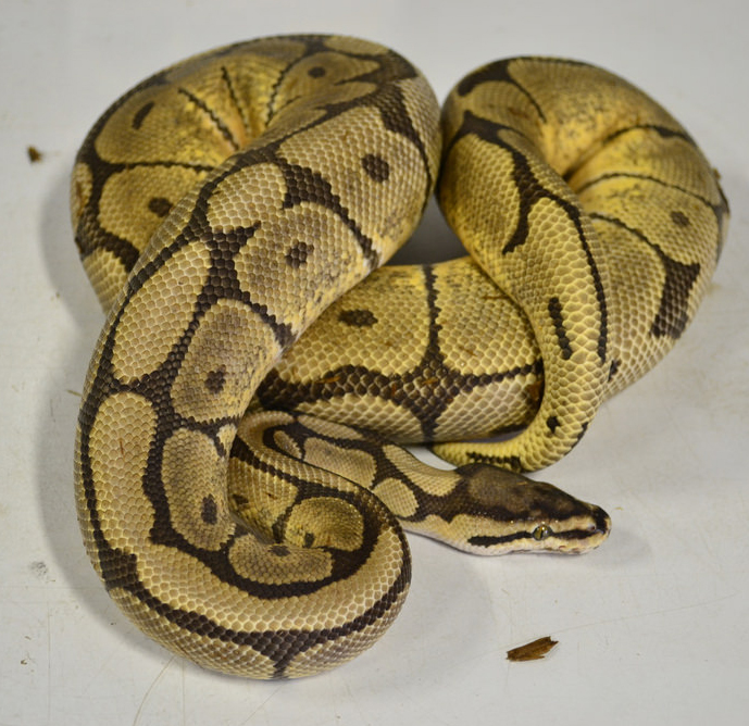 Spider Ball Python