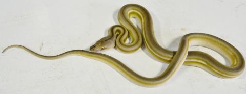 Baby Titanium Reticulated Pythons for sale