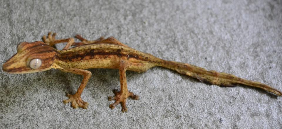 Lined Leaf Tailed Gecko