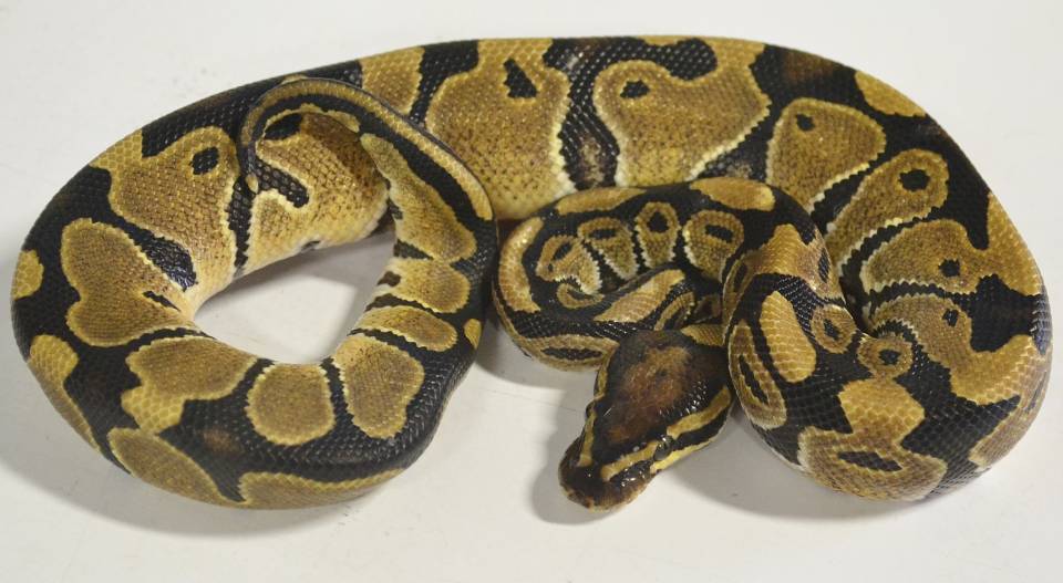 Het Albino Ball Python