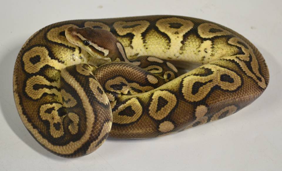 Pewter Ball Python