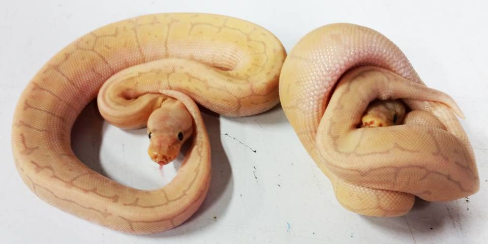 Lemon Blast Ball Python