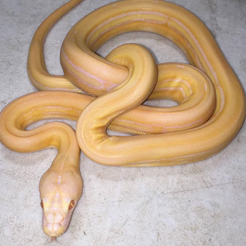 Albino Super Tigre Python Reticulado