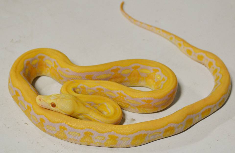Albino Tiger Reticulated Python