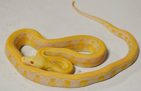Baby Albino Tiger Reticulated Pythons for sale