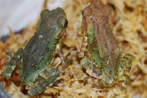 Yellow Spotted Climbing Toads for sale