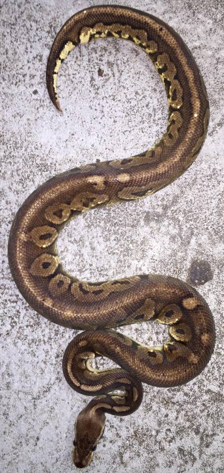 Black Pewter Ball Python