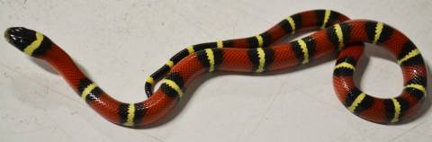 Baby Nelsons Milksnakes for sale