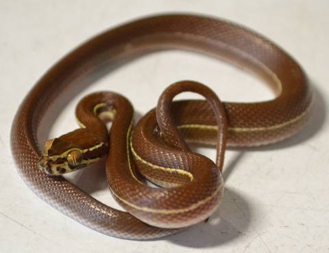 Baby African House Snakes for sale