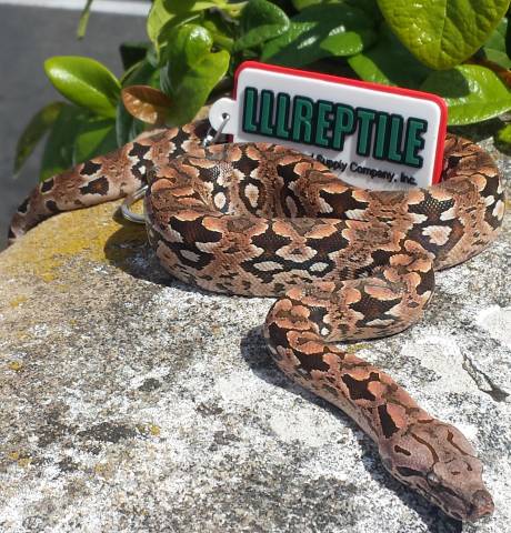 Baby Dumeril's Boas for sale