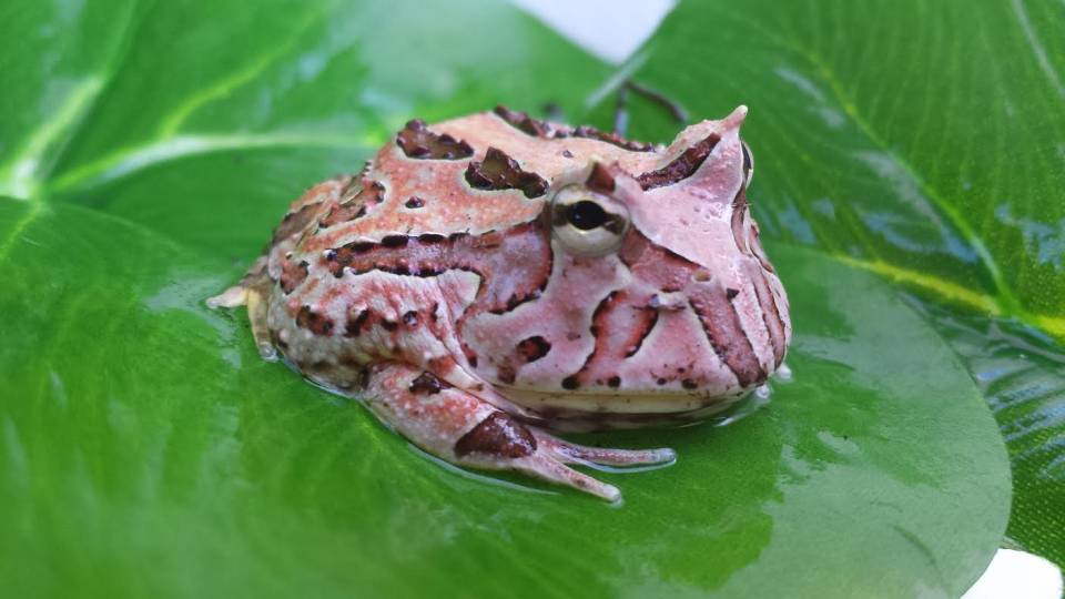 Pink Pacman Frog