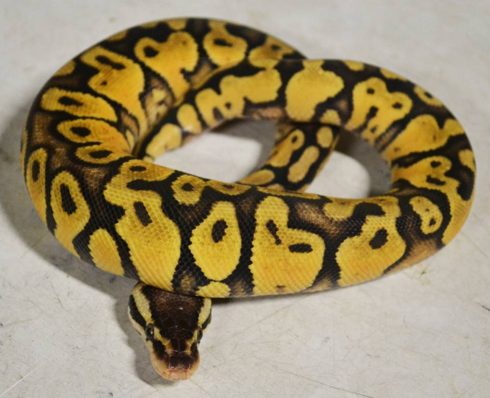 Yellow Belly Ball Python Markers