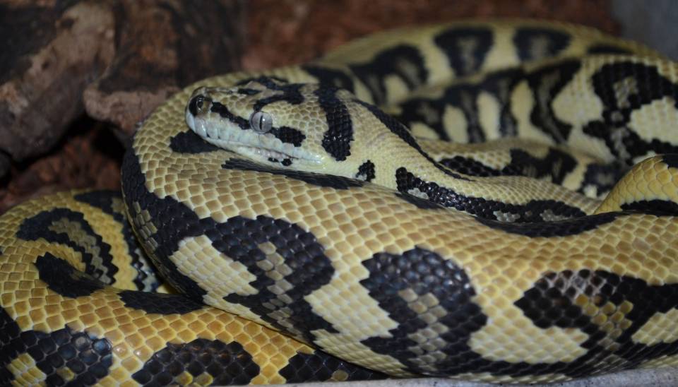 Adult Coastal Carpet Python