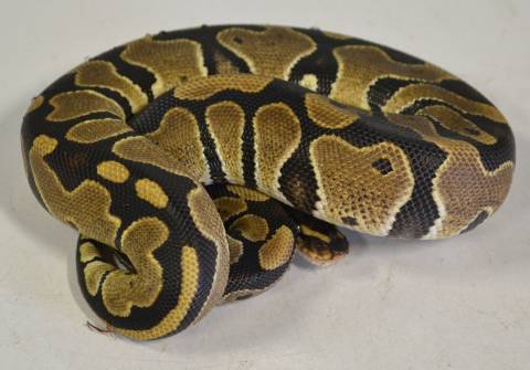 Medium Ball Pythons for sale