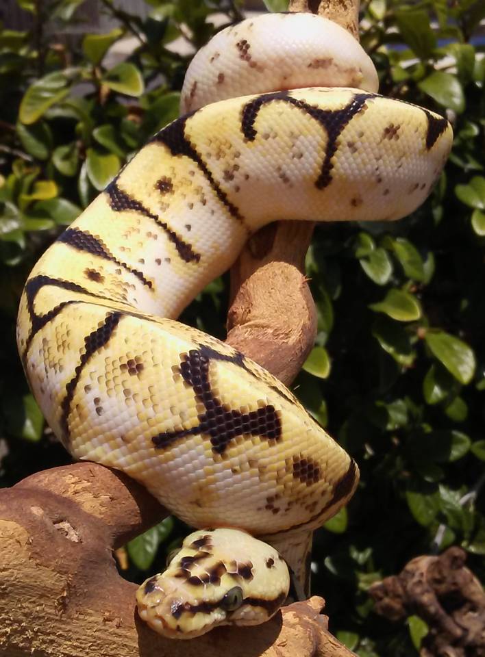 Bumblebee Ball Python