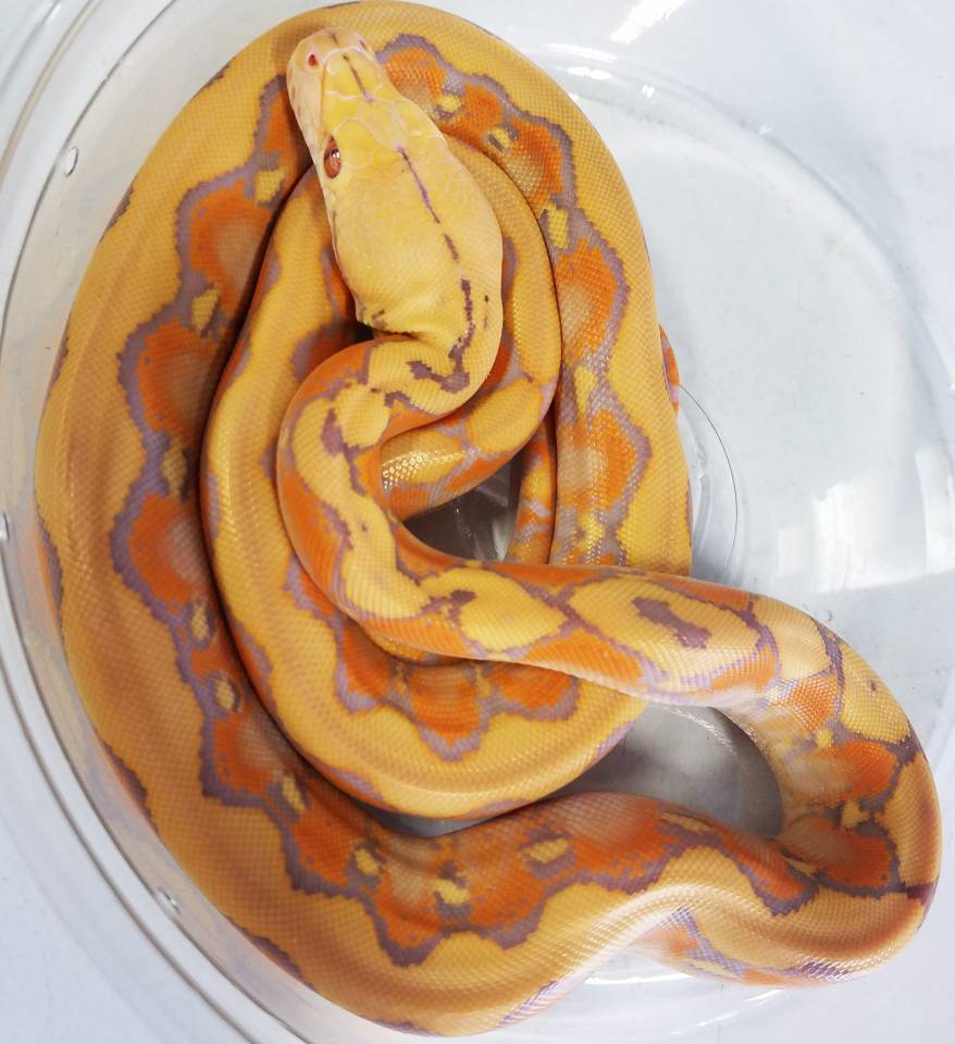 Albino Reticulated Python