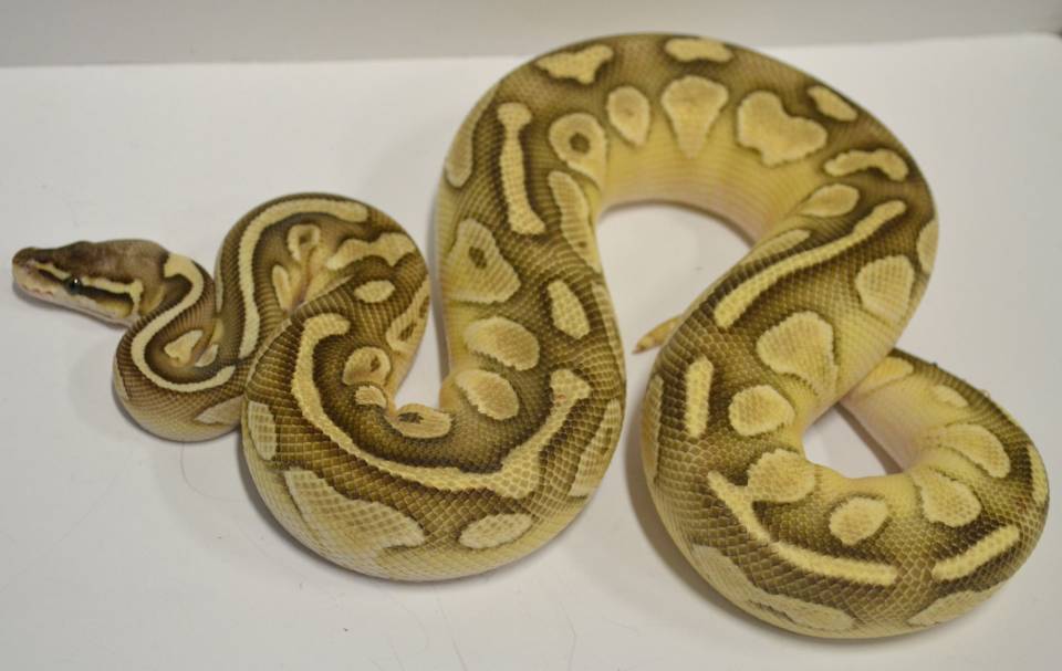 Pastel Ball Python Full Grown