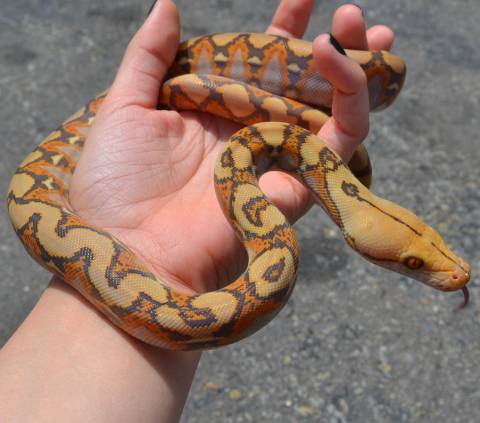 Baby Mochino Reticulated Pythons for sale