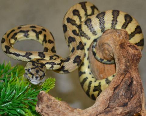 Baby Coastal Jaguar Carpet Pythons for sale