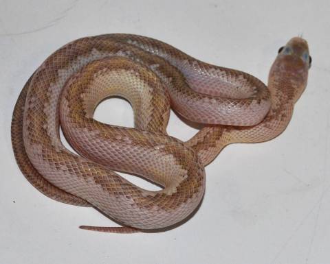 Small Rusty Licorice Ratsnakes for sale