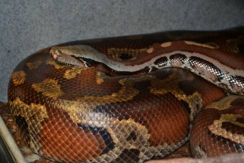 Adult Sumatran Blood Pythons