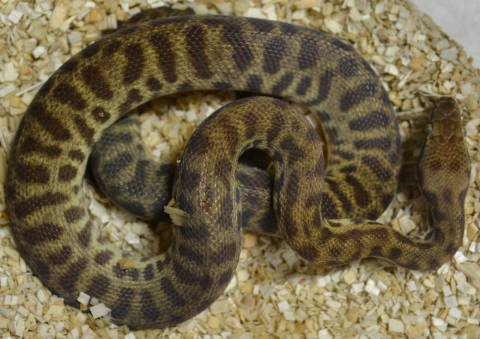 Sub Adult Stimson's Pythons for sale