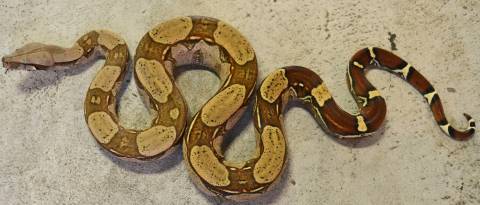 Large Guyana Red Tailed Boas for sale