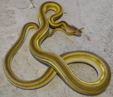 Small Titanium Tiger Reticulated Pythons for sale