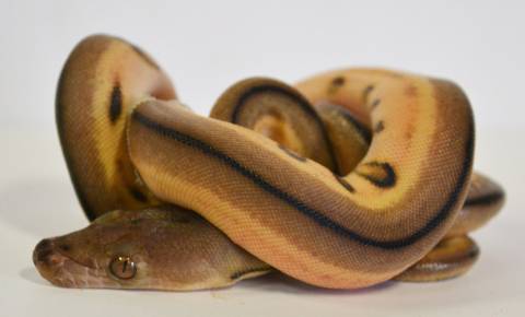 Baby Super Tiger Reticulated Pythons for sale