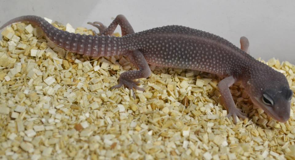 Dark Blizzard Leopard Gecko