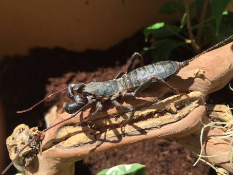 Vinegaroon Scorpions for sale