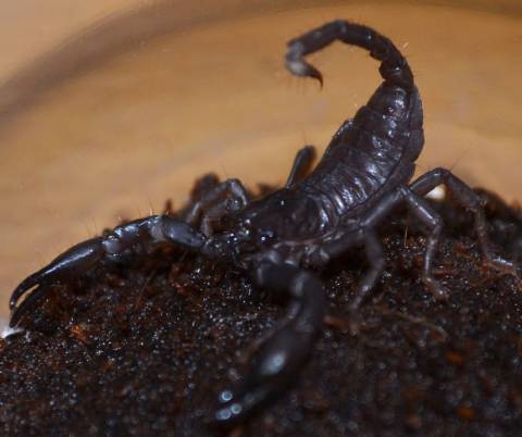 Baby Asian Black Forest Scorpions for sale