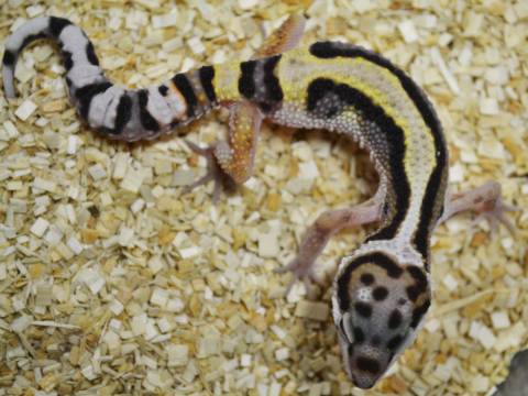 Small Hypo Bandit Leopard Geckos for sale
